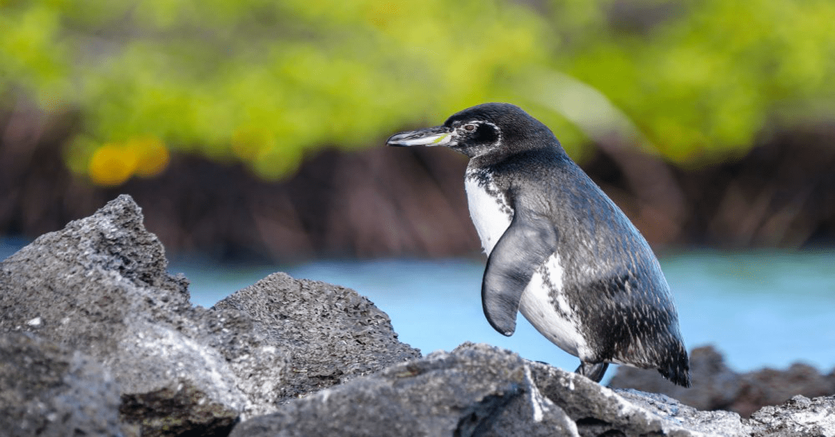 The Ultimate Guide to Galapagos: A Haven for Endangered Species ...