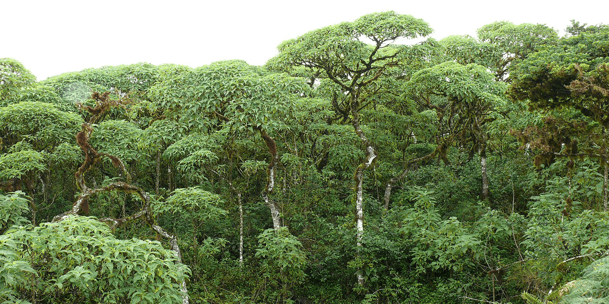 The Ultimate Guide to Galapagos: A Haven for Endangered Species ...